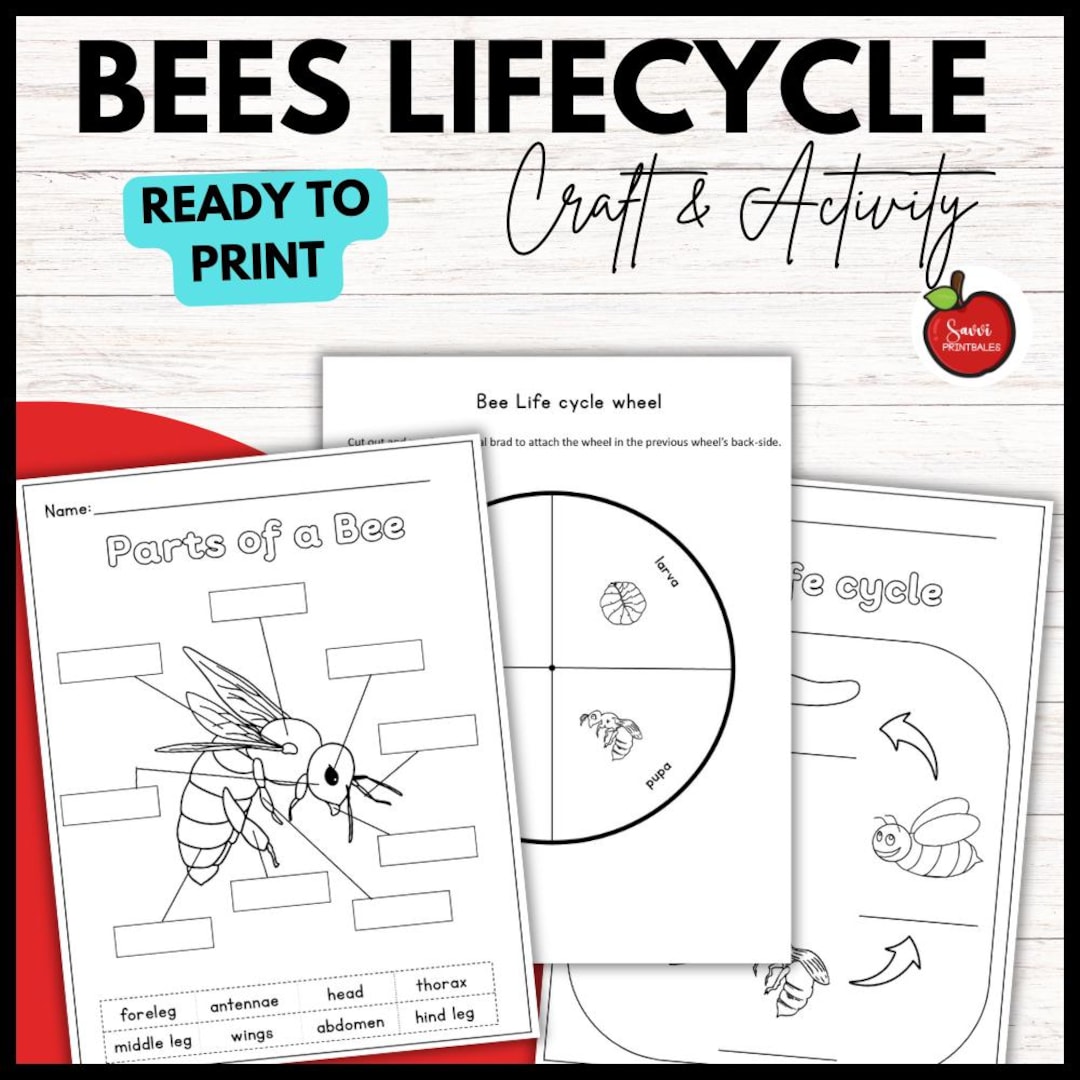 Bee Life Cycle Craft & Activities: Honey Bee Science (PDF Printable) - Etsy