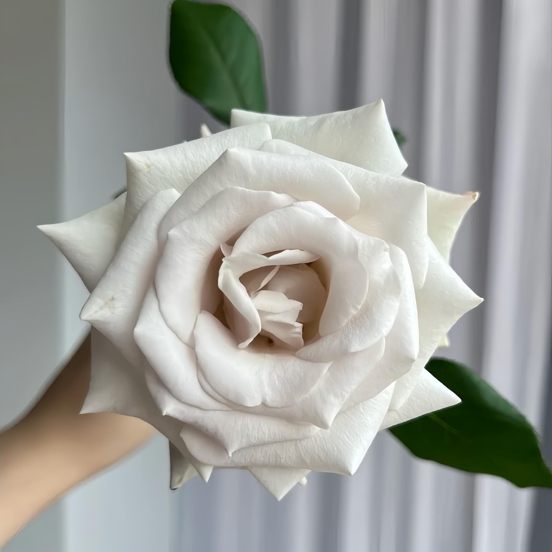 Silver Sand Rose Plant – Elegant Light Grey Cut Rose, Rare Neutral ...