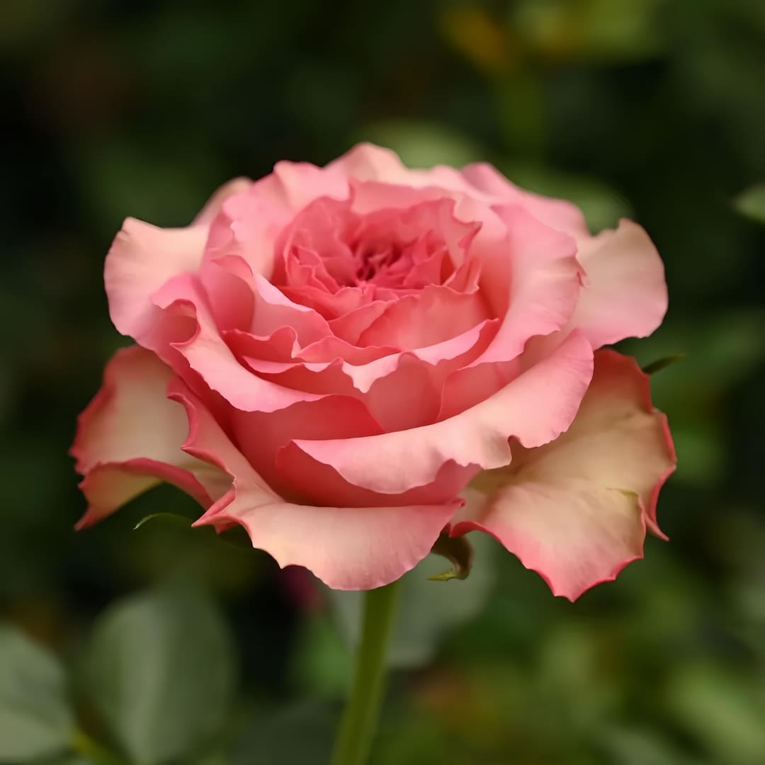Forest Girl Rose Plant – Peach Pink Cut Rose With Fairy-like Cup Blooms ...