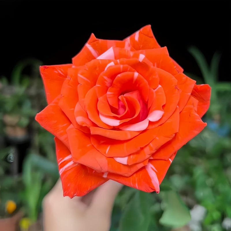 Ribbon Roses or Flowers - Etsy