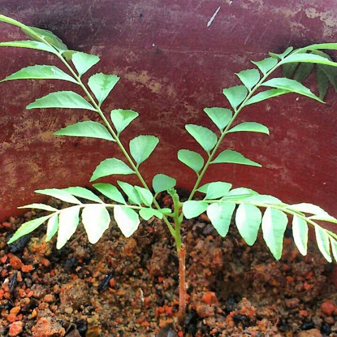 Curry Leaf Live Seedling STARTER Plant - Etsy