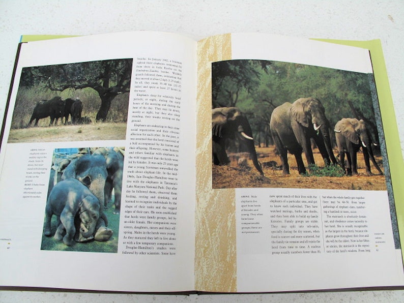 Elephants-endangered Species and the Life and Lore of the | Etsy