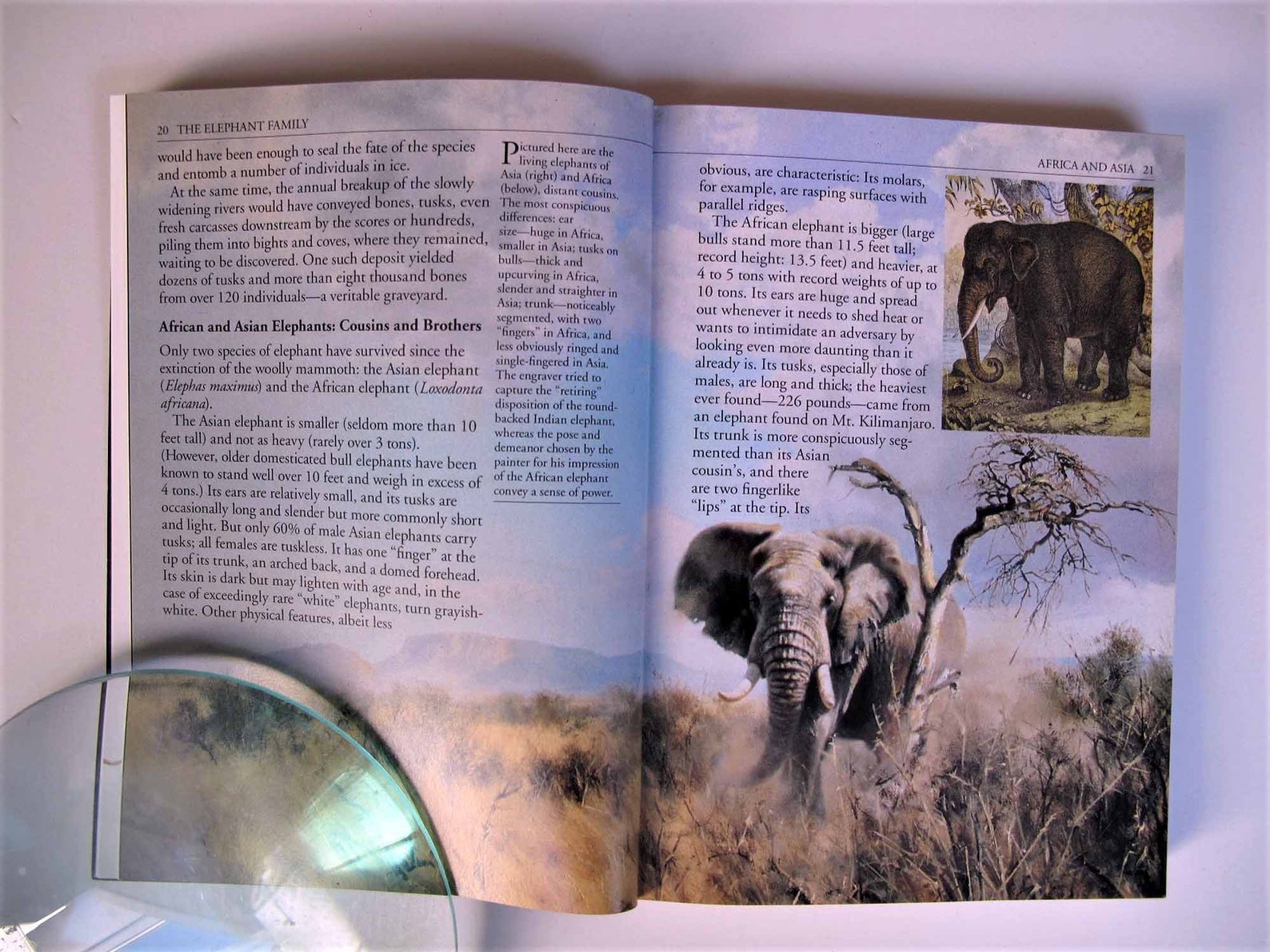 Elephants-endangered Species and the Life and Lore of the | Etsy