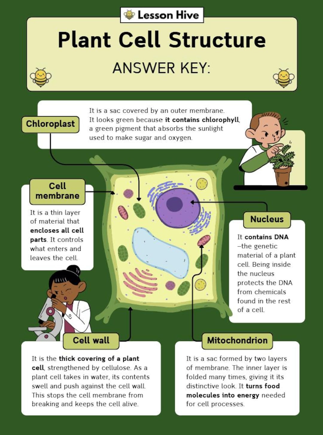 Plant Cell Structure - Printable Science Worksheet - Etsy