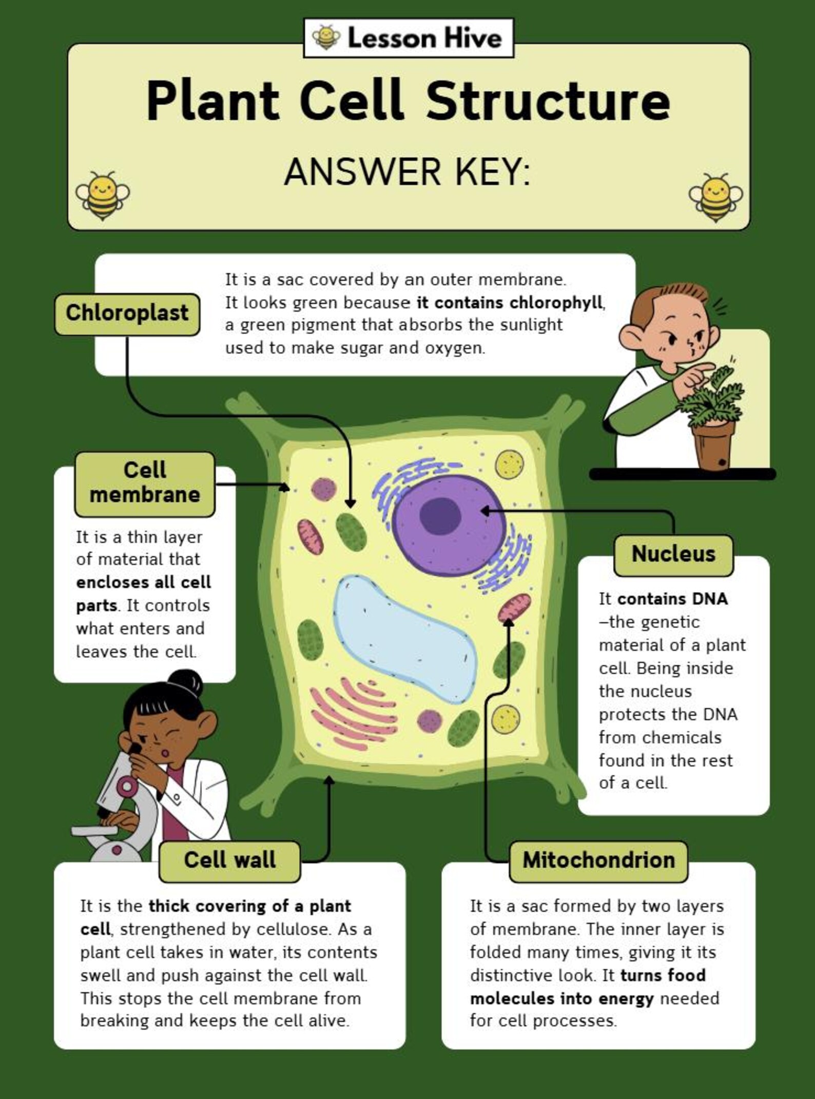Plant Cell Structure - Printable Science Worksheet - Etsy
