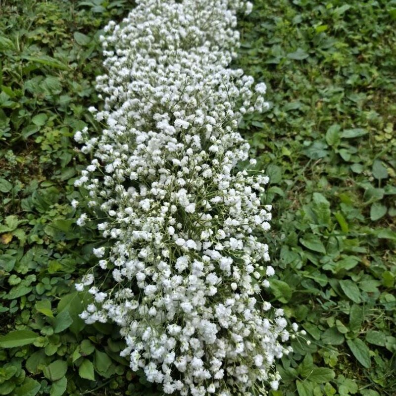 Babys Breath Aisle Decor - Etsy