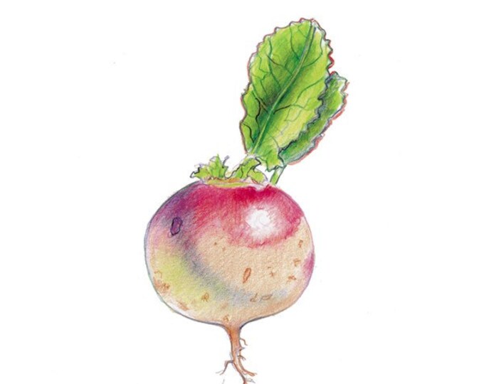 Turnip - Etsy