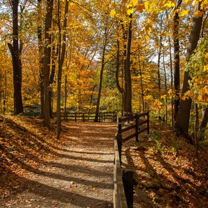Digital Photo Download - Fall Path, Autumn, Trees, Forest, Walk in the ...