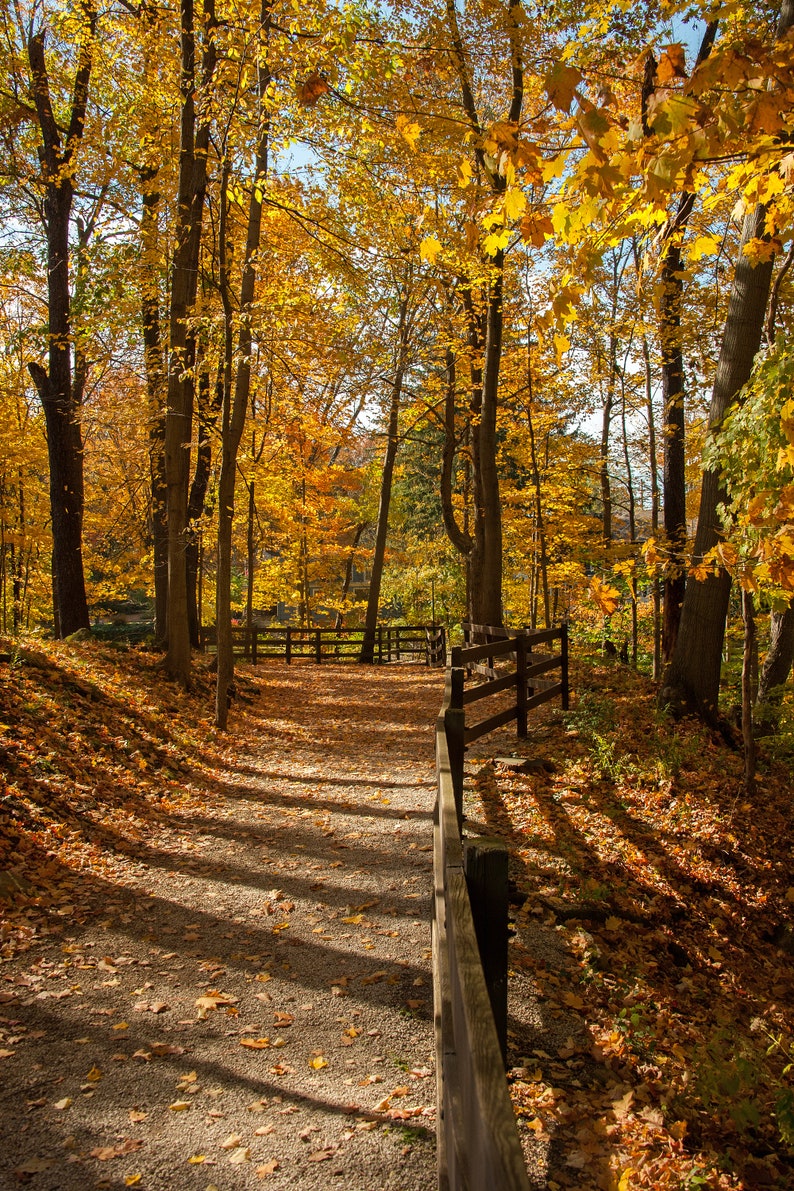 Digital Photo Download - Fall Path, Autumn, Trees, Forest, Walk in the ...