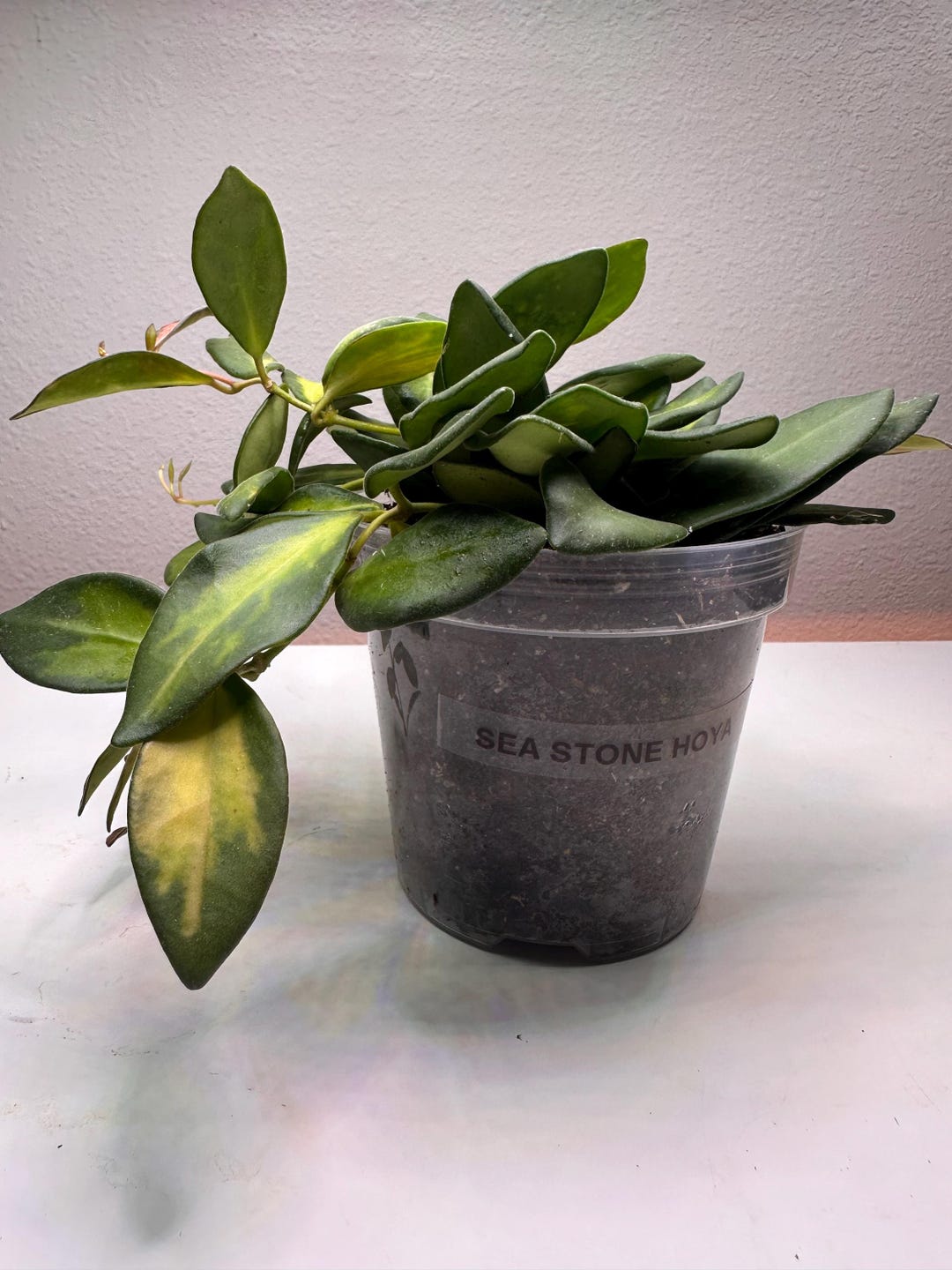 Sea Stone Hoya – Rare Hoya With Speckled Blue-green Leaves | Exotic ...