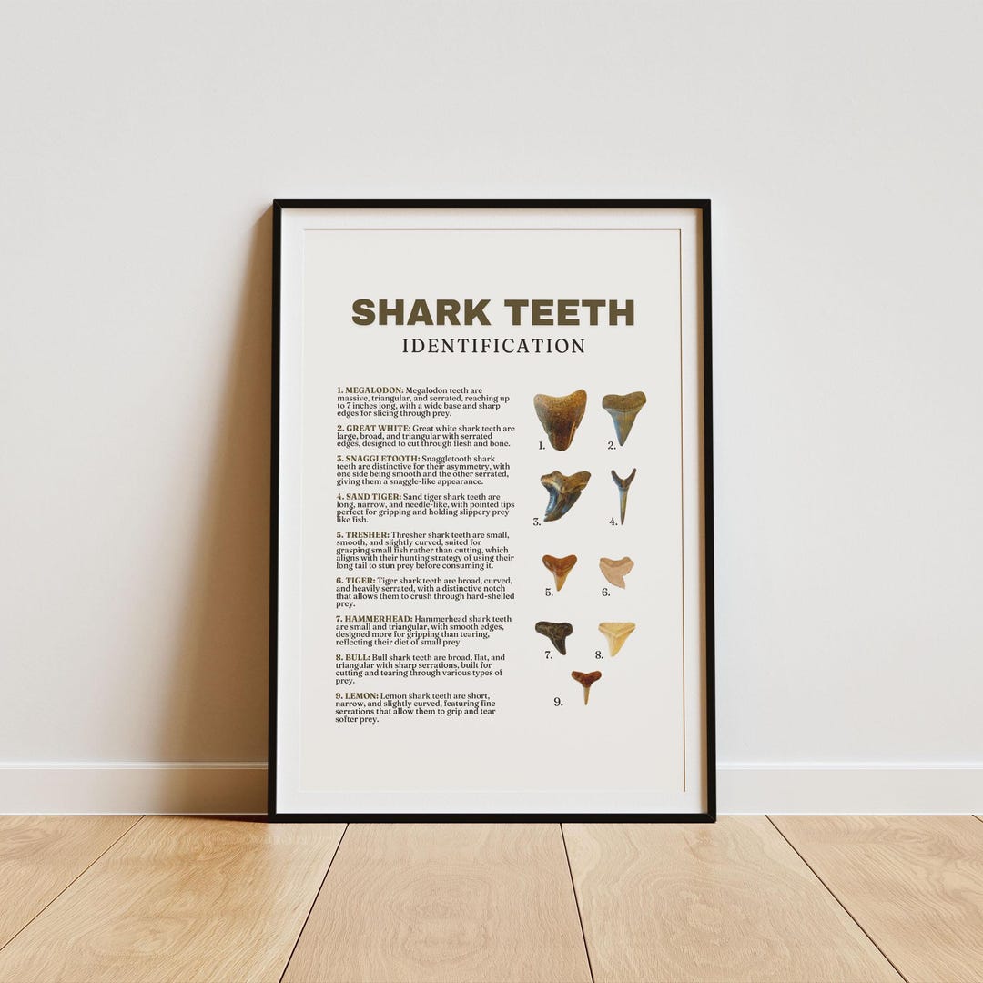 Shark Teeth Identification Chart Print: Educational Marine Life Poster (digital Download) - Etsy