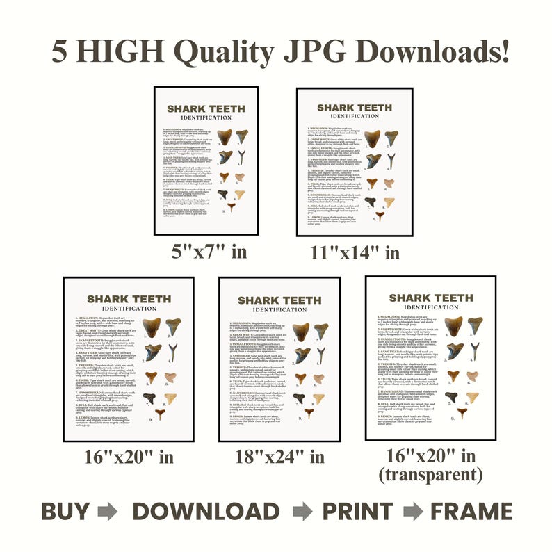 Shark Teeth Identification Chart Print: Educational Marine Life Poster (digital Download) - Etsy