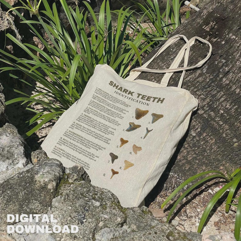 Shark Teeth Identification Chart Print: Educational Marine Life Poster ...