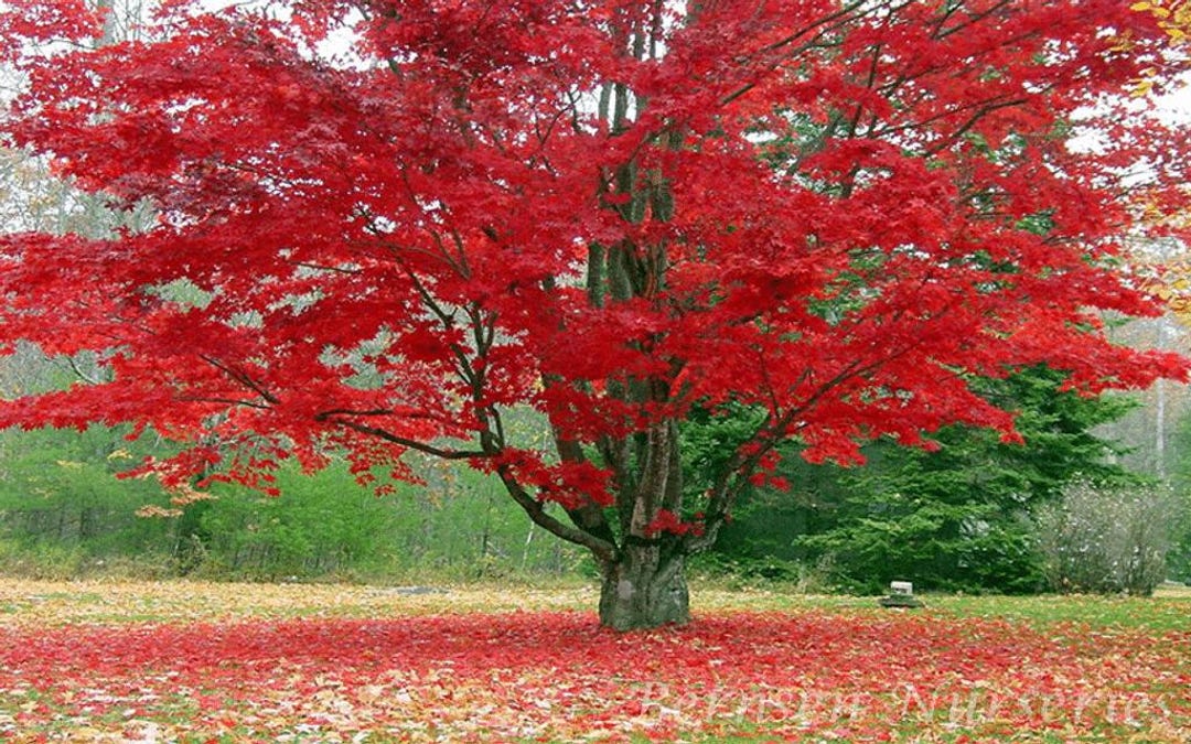 12 Red Maple Graft Cuttings: Organic, Viable, Planting Zones 3-9 - Etsy