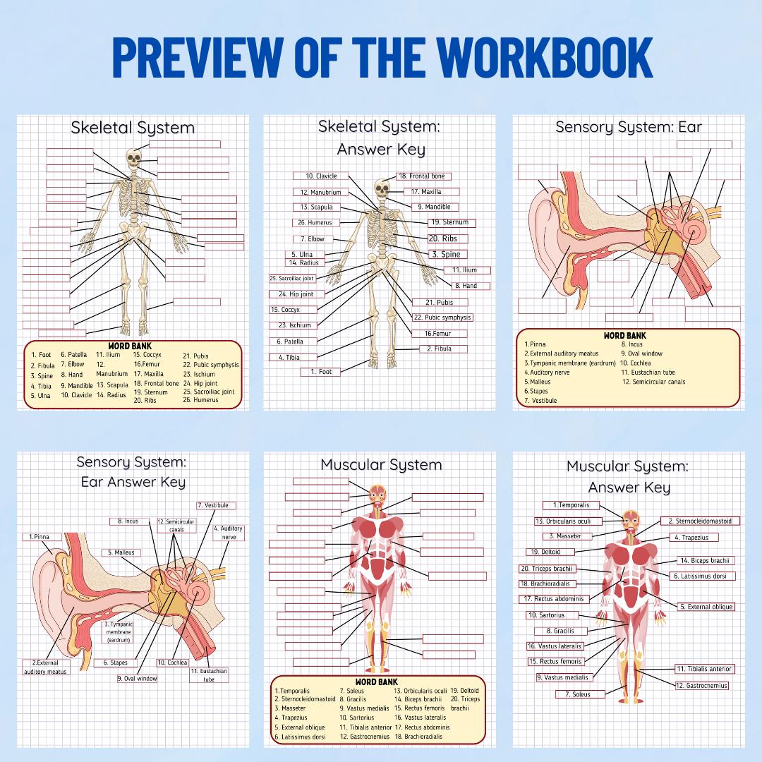 Human Anatomy Labeling Workbook: 40+ Printable Pages for Medical Study ...