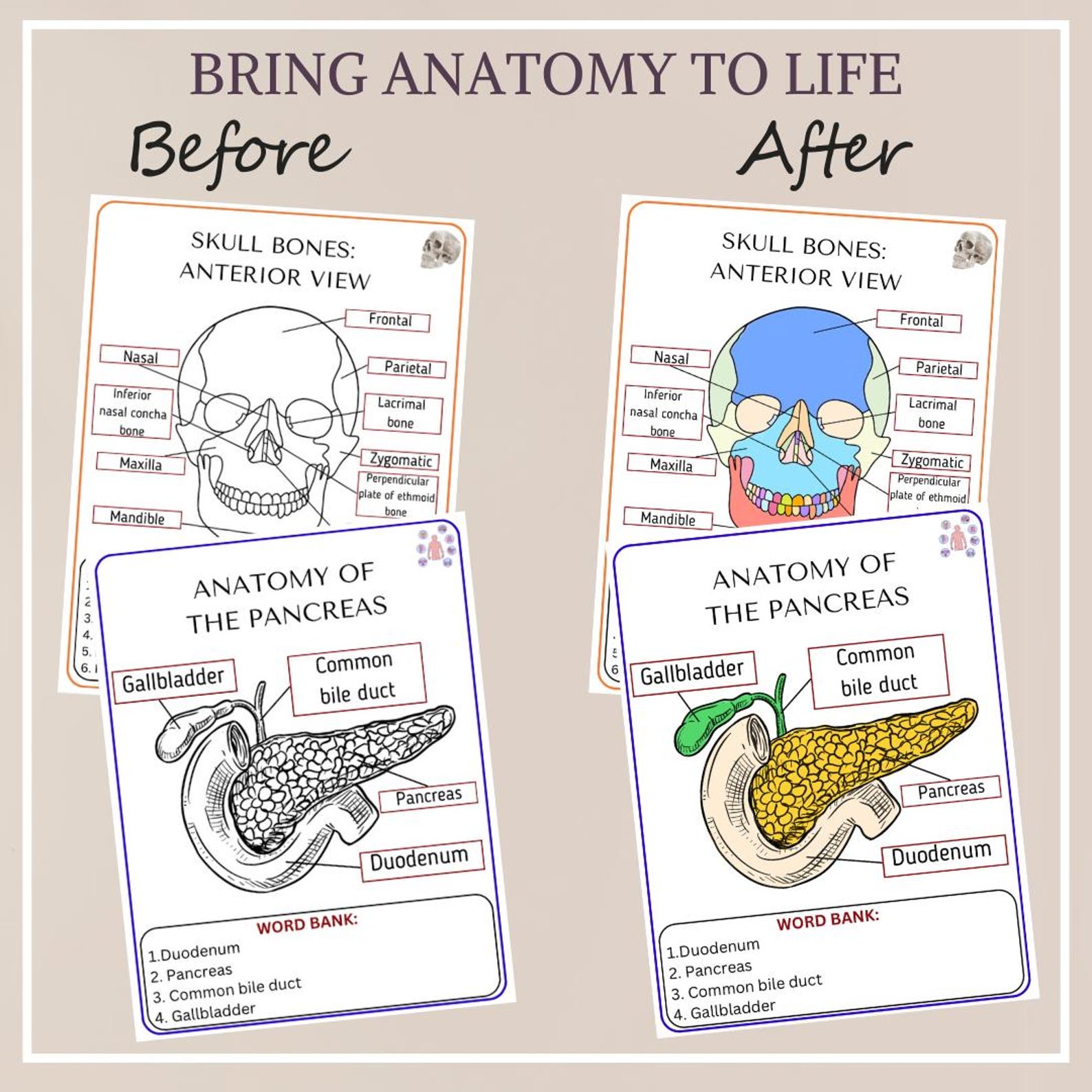 The Ultimate Anatomy Coloring & Labeling Book: 200+ Coloring Pages ...