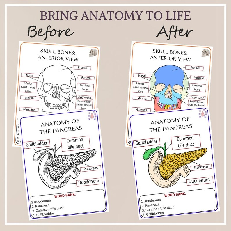 The Ultimate Anatomy Coloring & Labeling Book: 200+ Coloring Pages ...