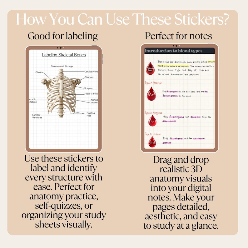 Anatomy Stickers, Human Body Systems, Digital Medical Stickers for ...