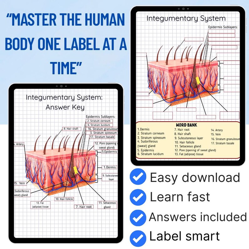Human Anatomy Labeling Workbook PDF | 40+ Printable Pages, Body Systems ...