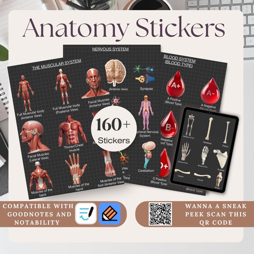 Anatomy Stickers, Human Body Systems, Digital Medical Stickers for ...