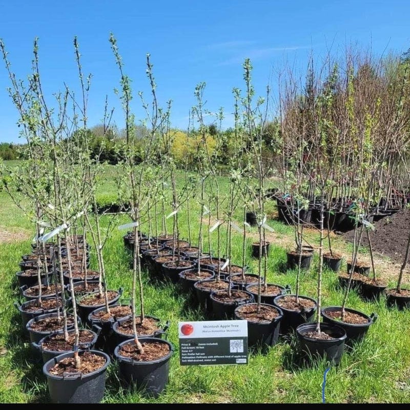 Fuji Apple Tree Uk Climate - Etsy Canada