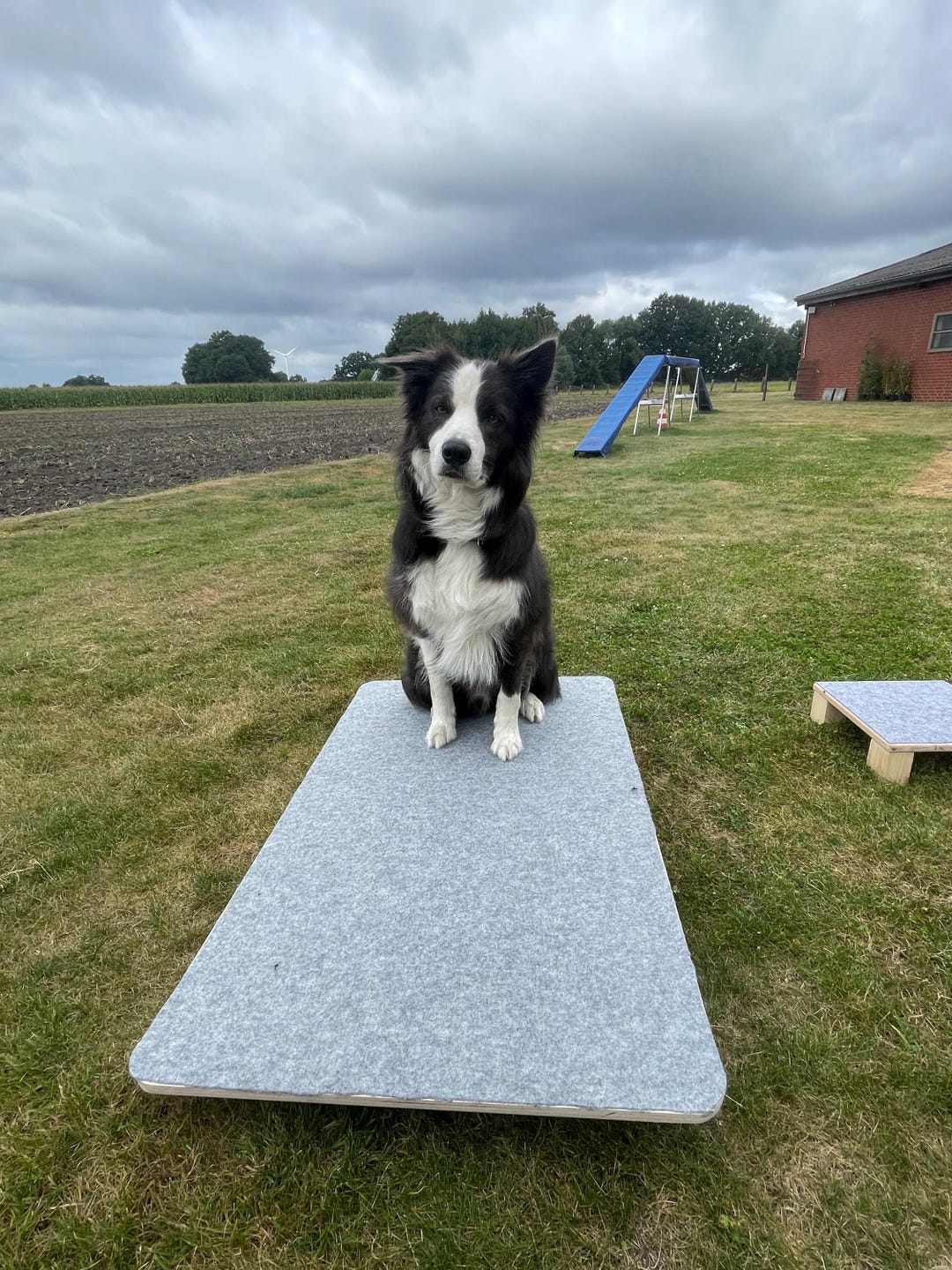 Wobble Board / Balance Board / Dog Training / Puppy Training - Etsy