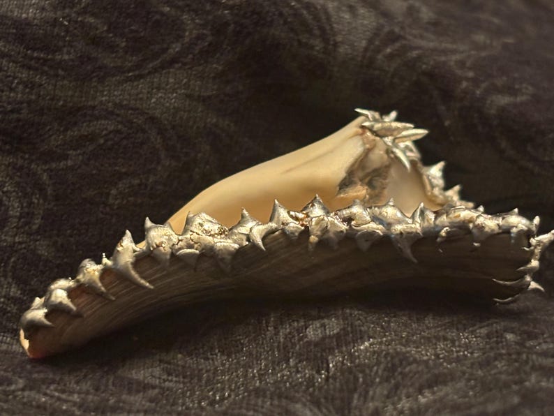 Spiked Shell Sculpture – Handmade Ocean Relic for Altar Decor, Sea ...