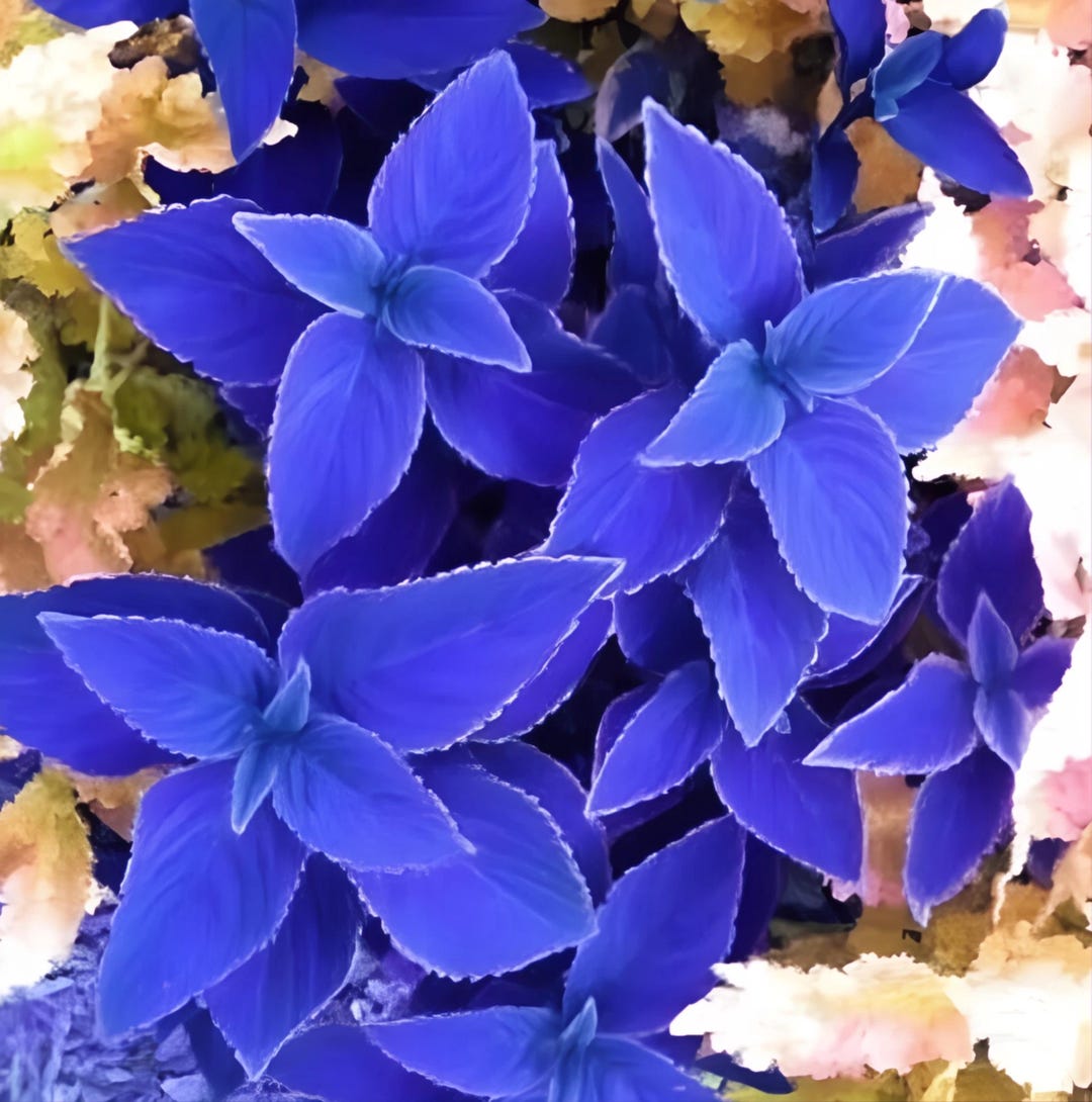 25+ Blue Coleus Seeds | Rare Shade Foliage | Easy to Grow | Ornamental ...