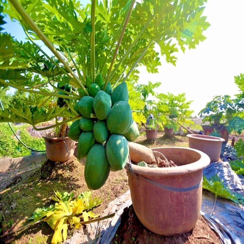 20 Dwarf Waimanalo Papaya Seeds | Indoor Fruit Tree | Fast Growing ...