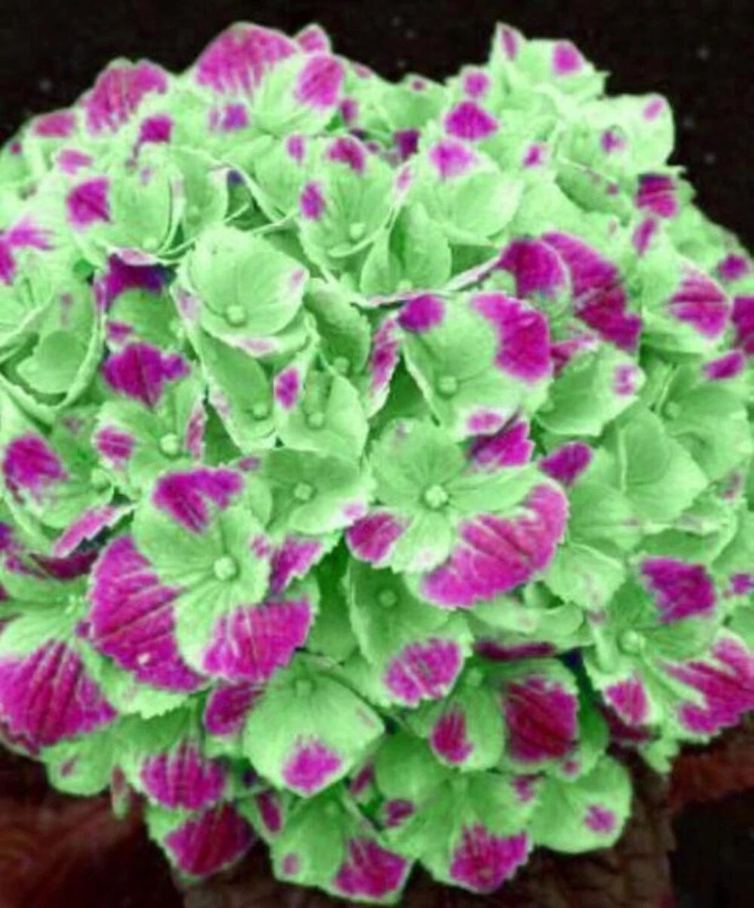 20 Rare Green Pink Hydrangea Seeds | Exotic Flowering Bush Plant - Etsy