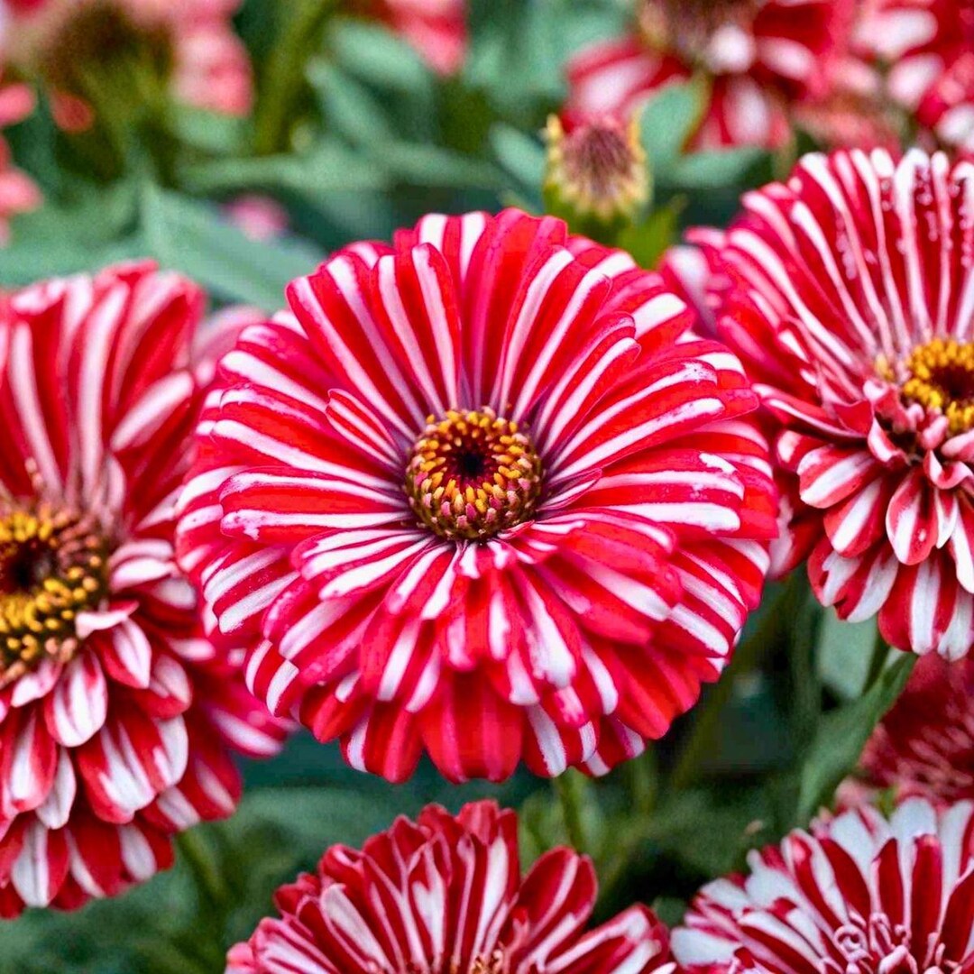 Rare Peppermint Zinnia Seeds - Double Bloom Red & White Non-gmo - Etsy
