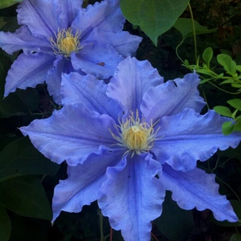 25 Blue Clematis Seeds Climbing Perennial Flowers - Etsy