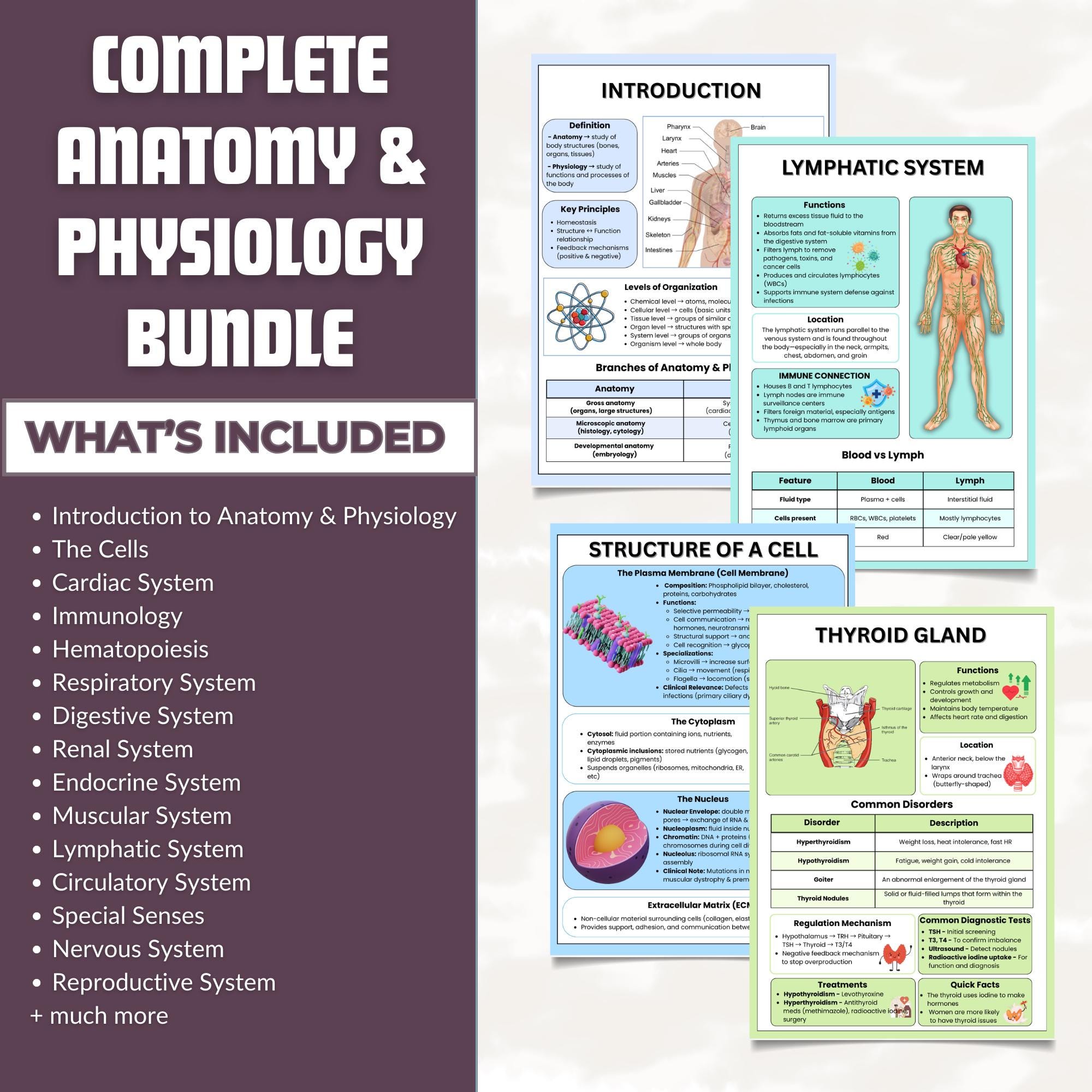 Anatomy & Physiology Bundle With Flashcards-complete Anatomy Study ...