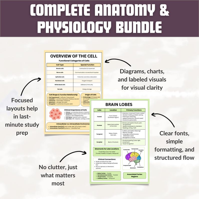 Anatomy & Physiology Bundle With Flashcards-complete Anatomy Study ...