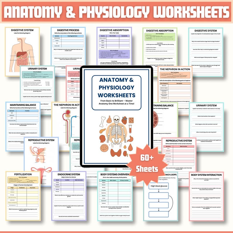 Anatomy and Physiology Worksheet Bundle | Human Anatomy | Nursing ...