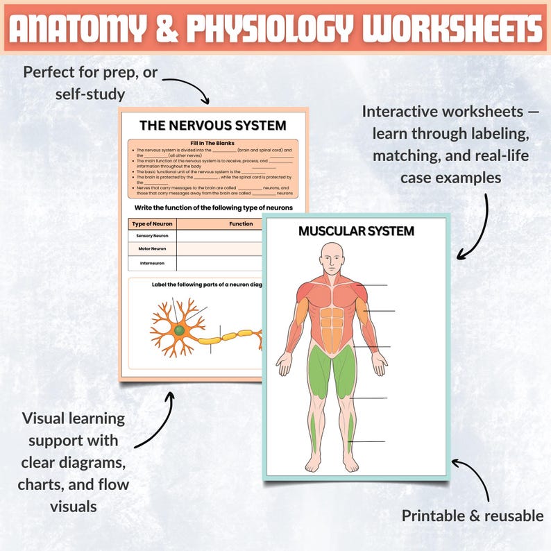 Anatomy and Physiology Worksheet Bundle | Human Anatomy | Nursing ...