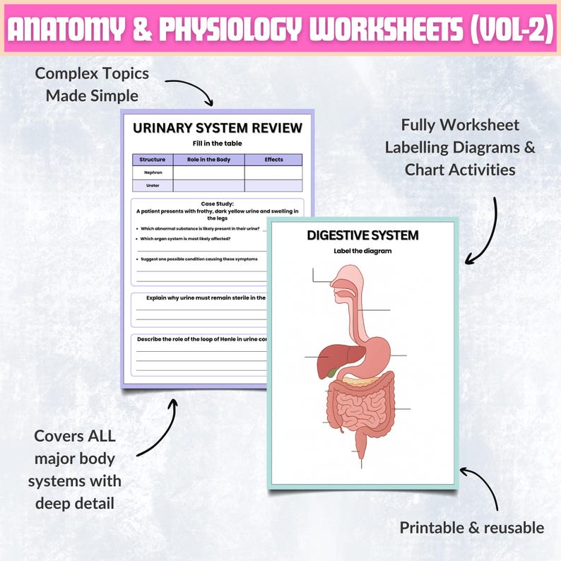100+ Anatomy & Physiology Worksheet Bundle-complete Anatomy Study Guide ...