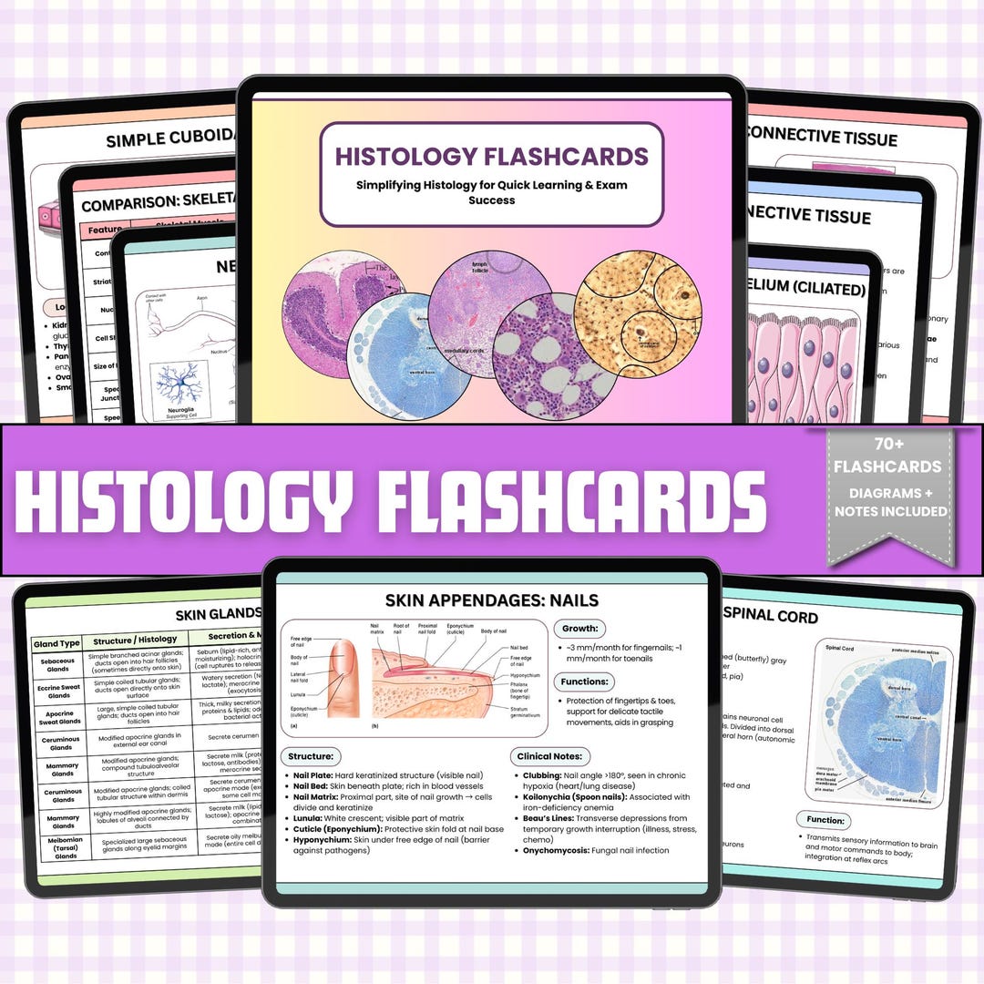 Histology Flashcards Bundle: 70+ Study Cards, Diagrams (printable ...
