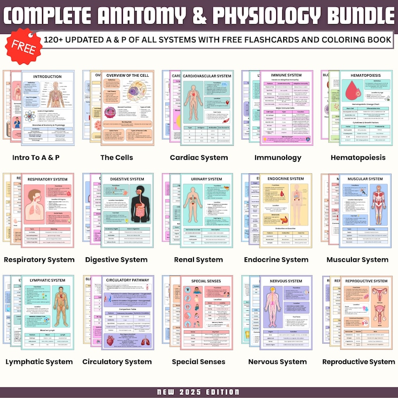 Anatomy & Physiology Bundle With Flashcards-complete Anatomy Study ...