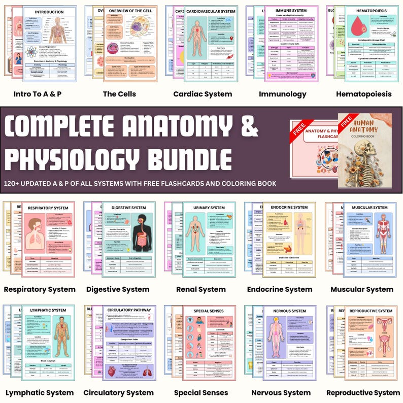 Anatomy & Physiology Bundle With Flashcards-complete Anatomy Study ...