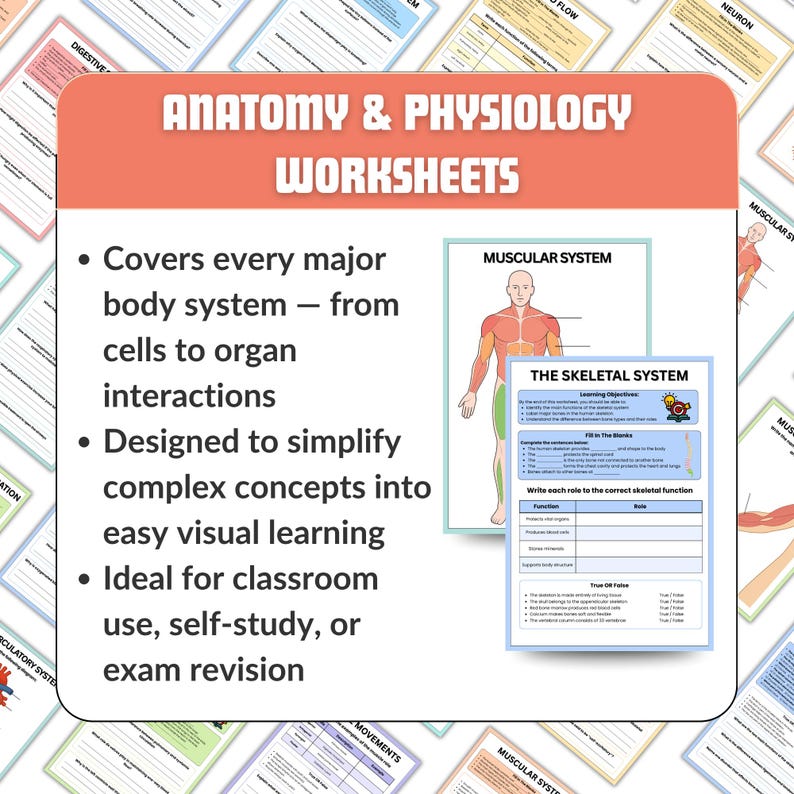 Anatomy and Physiology Worksheet Bundle | Human Anatomy | Nursing ...