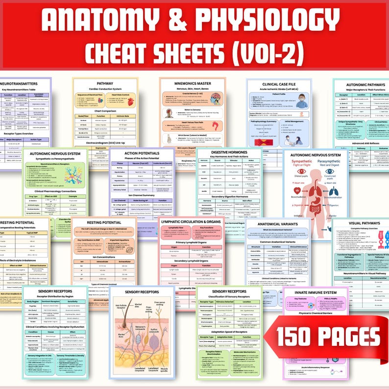 Anatomy & Physiology Study Guide: 150 Pages of Medical Notes (instant ...