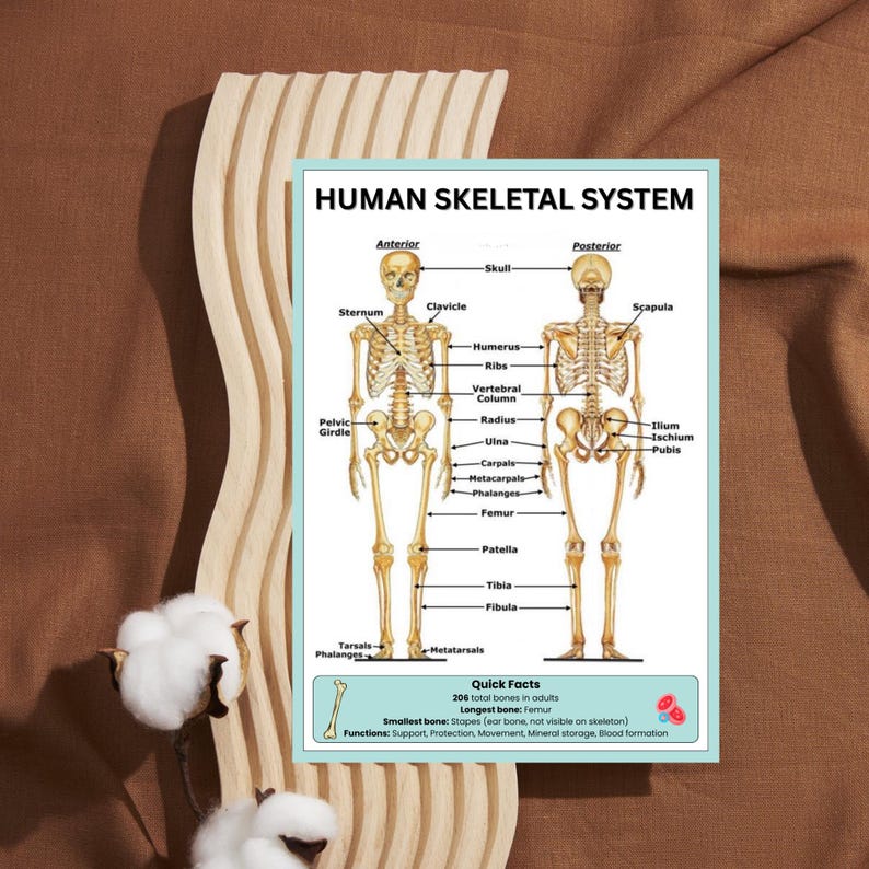 Anatomy & Physiology Bundle | Anatomy Study Guide | Nursing School ...