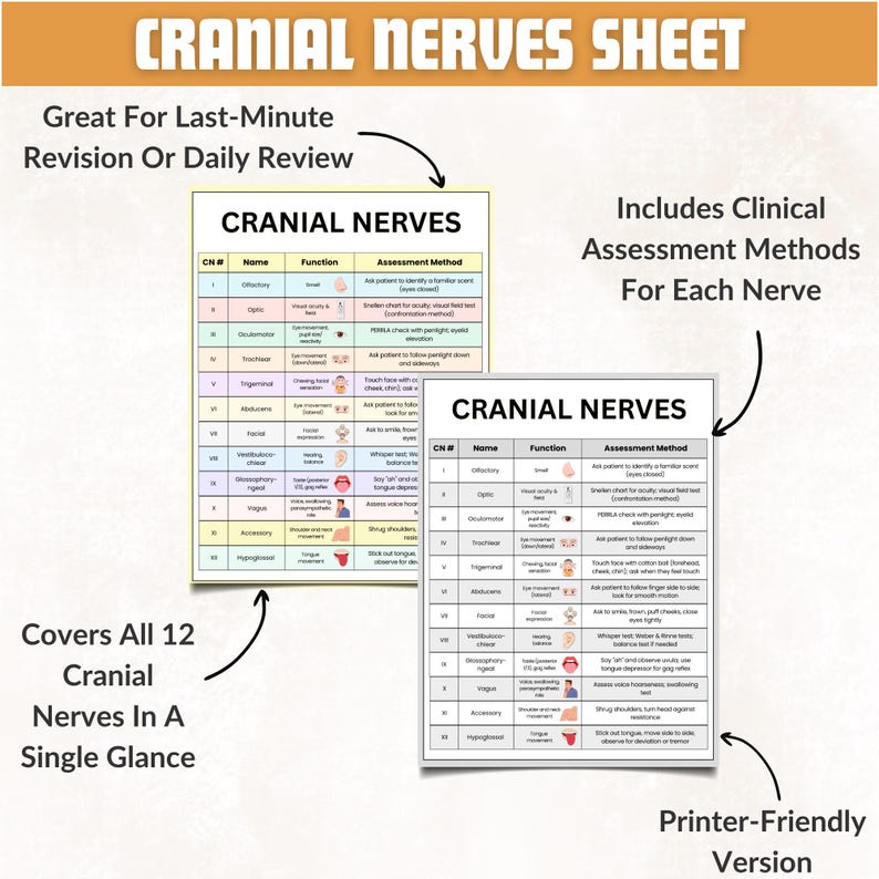 Cranial Nerves Study Guide – Cheat Sheets, Assessment (printable PDF ...
