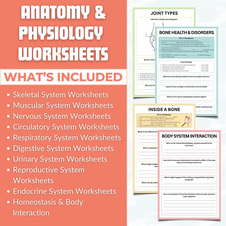 Anatomy and Physiology Worksheet Bundle | Human Anatomy | Nursing ...