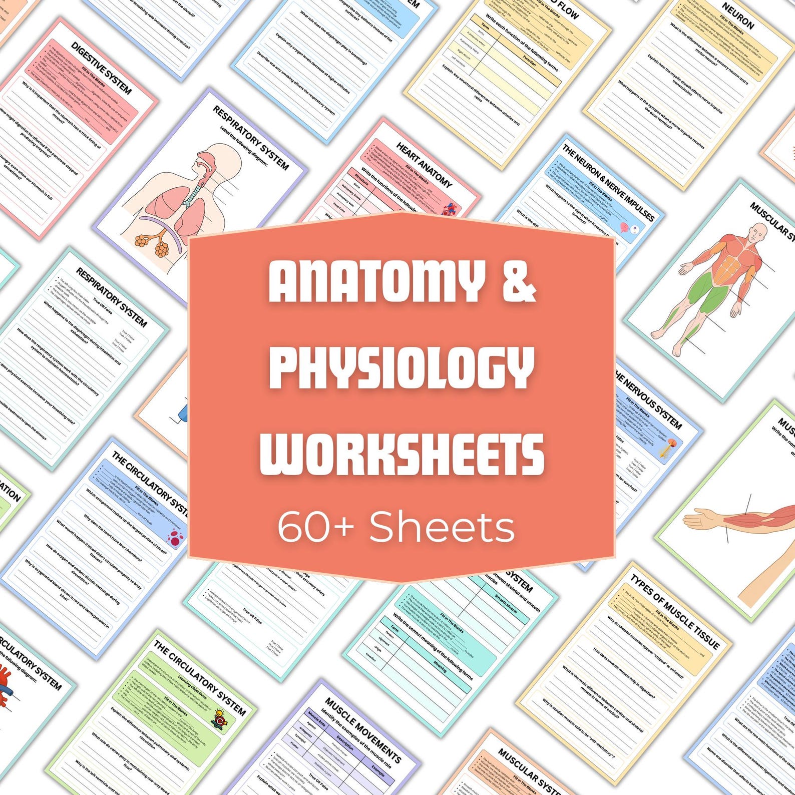 Anatomy and Physiology Worksheet Bundle | Human Anatomy | Nursing ...