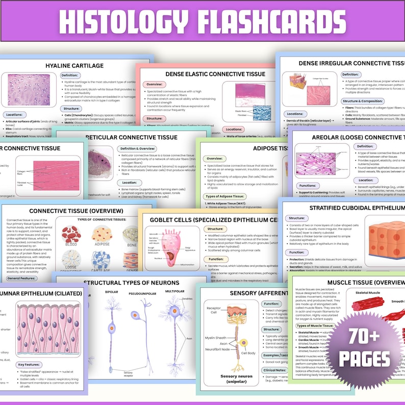 Histology Flashcards Bundle: 70+ Study Cards, Diagrams (printable ...