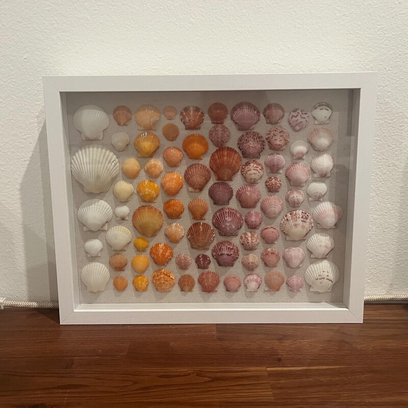 Shell Shadow Box - Etsy