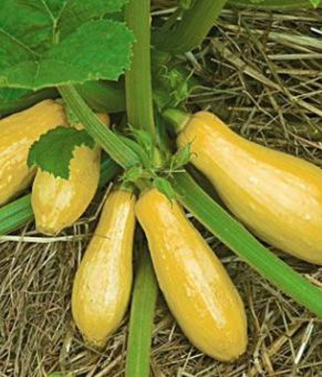 Early Straightneck Summer Squash Seeds – Reliable Early-producing ...