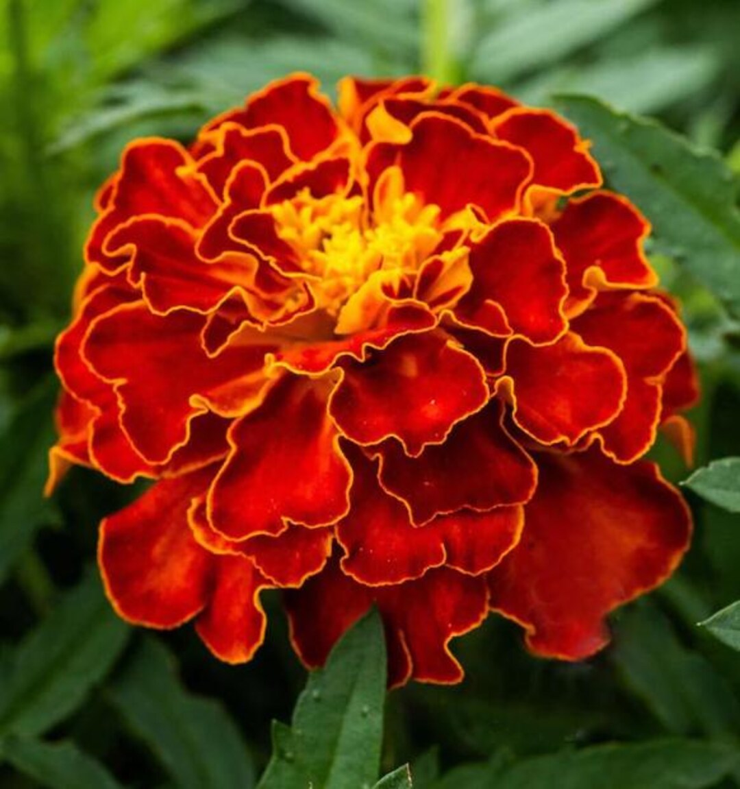 Hawaiian & Cracker Jack Marigold Mix , These Are a Pest Repellent Must ...